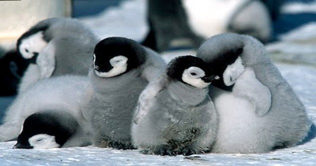 MARCH OF THE PENGUINS - Movieguide | Movie Reviews for Families