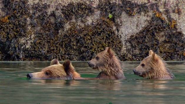 BEARS - Movieguide | Movie Reviews for Families