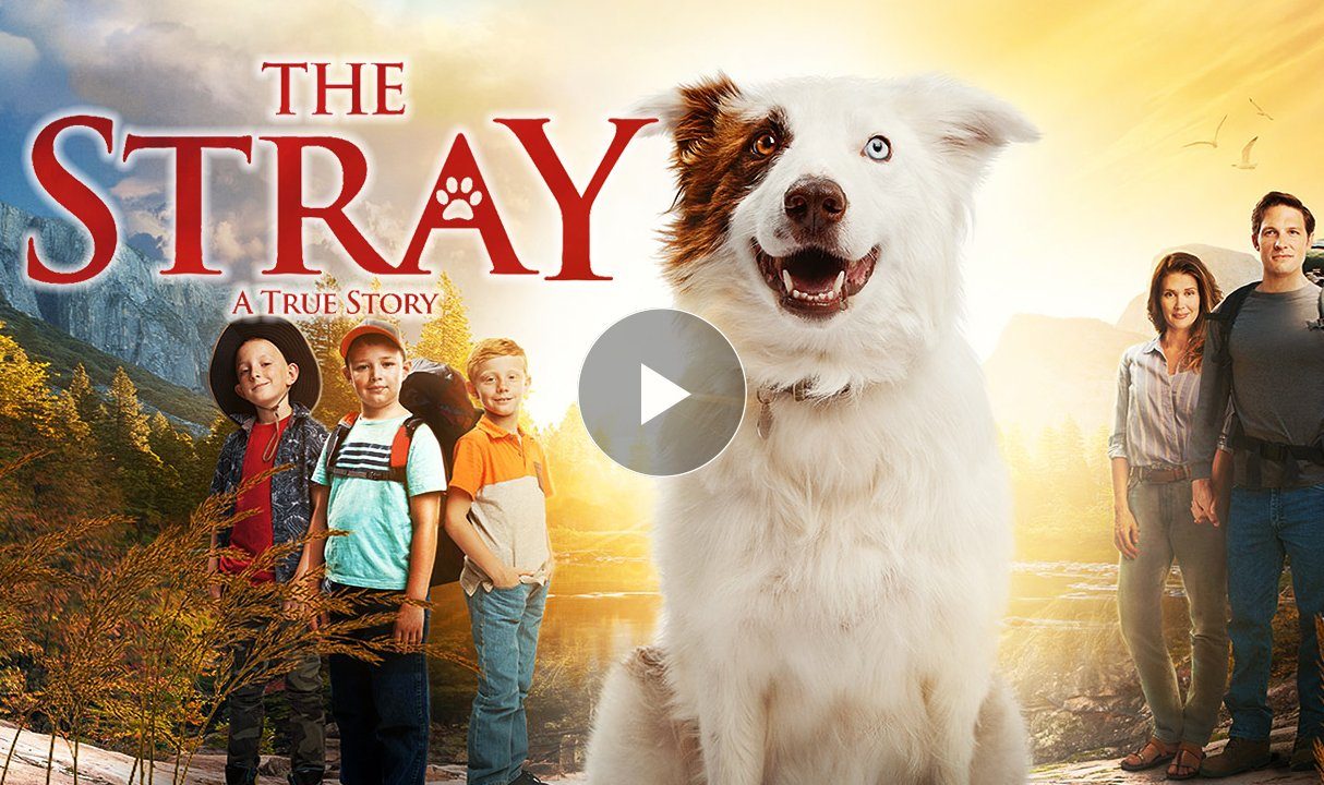 THE STRAY Video Review - Movieguide | The Family Guide to Movies ...