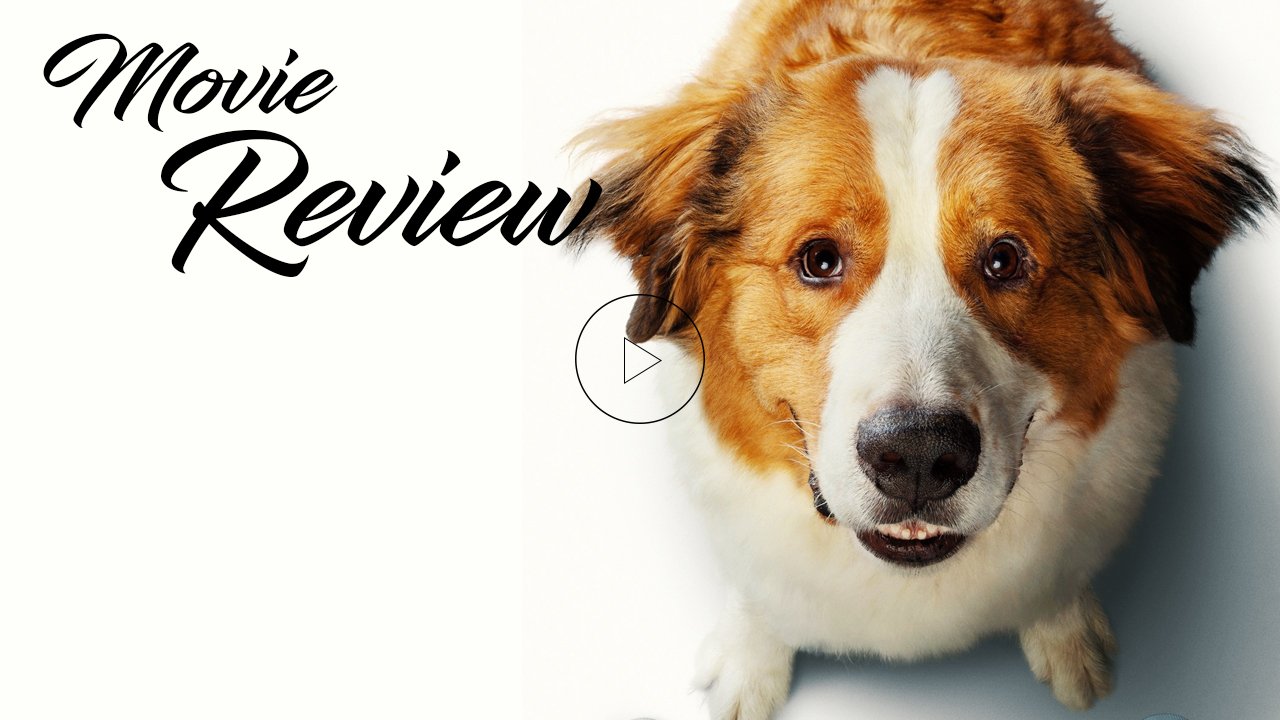 A DOG'S JOURNEY Video Review - Movieguide | The Family Guide to Movies ...