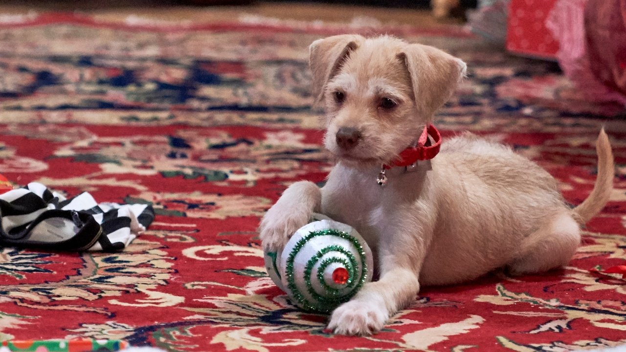 A PUPPY CHRISTMAS - Movieguide | Movie Reviews for Families