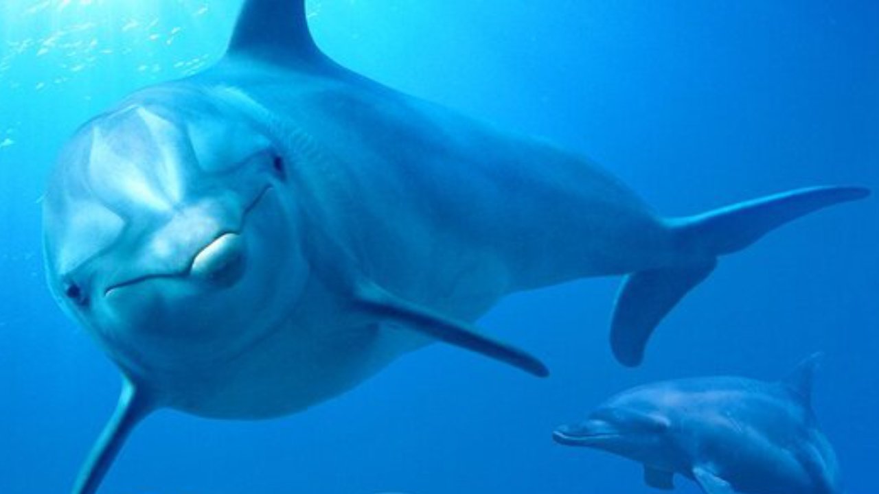 DOLPHIN REEF - Movieguide | Movie Reviews for Families