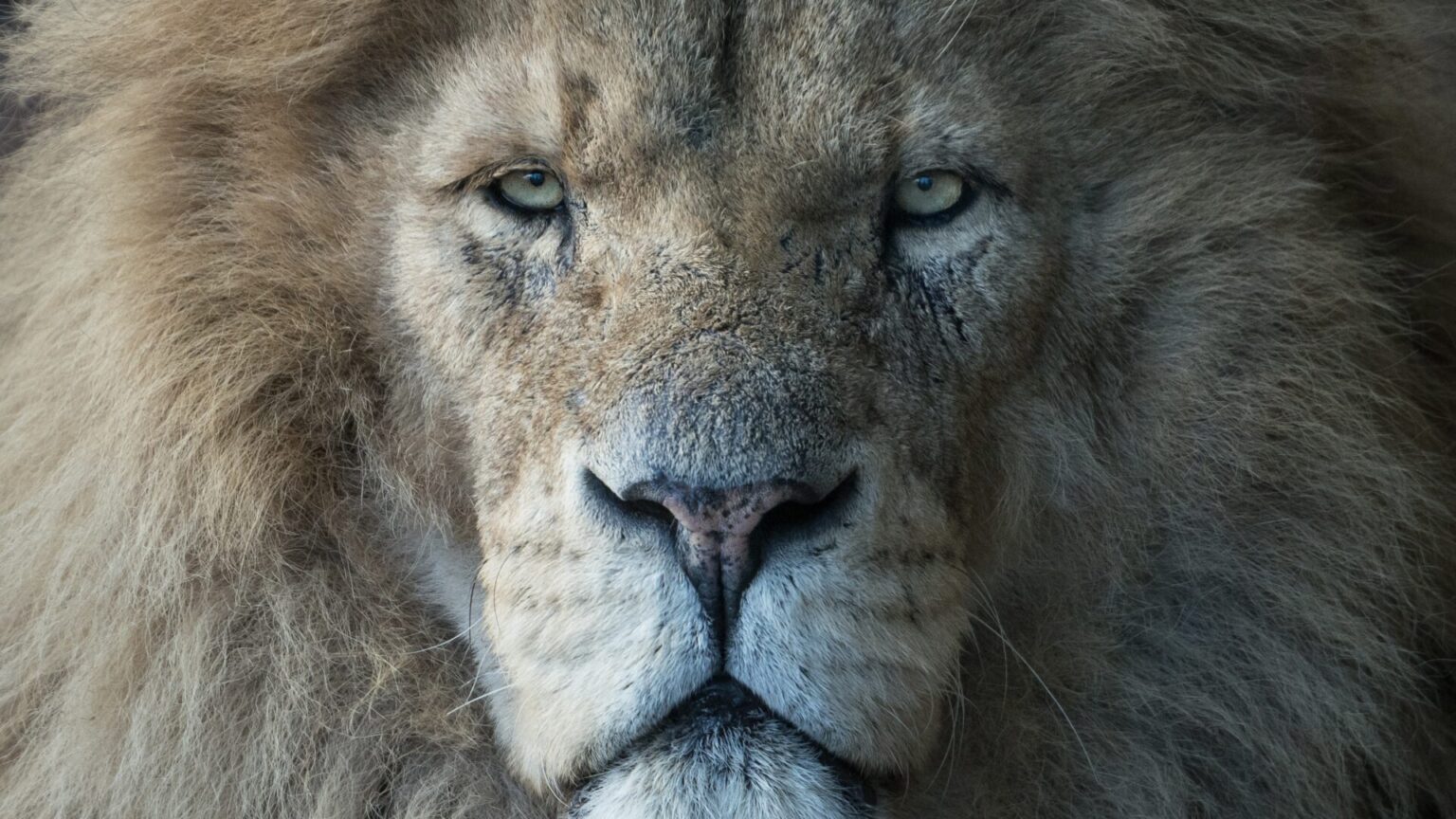 Why Netflix Shouldn't Cast Meryl Streep as Aslan