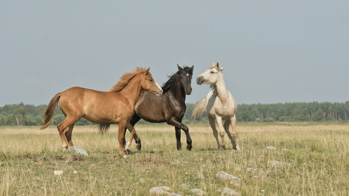 HEARTLAND Renewed for Season 20!
